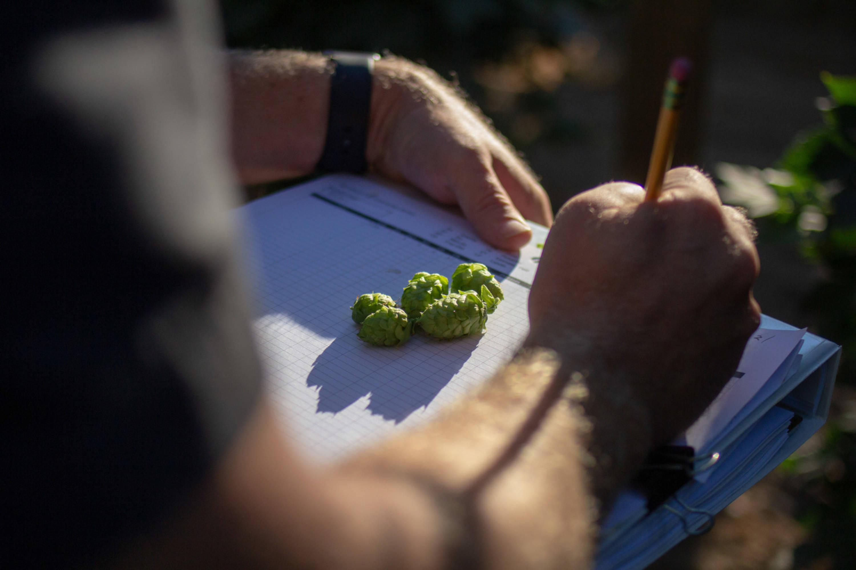 Innovative Hop Breeding - Yakima Chief Ranches