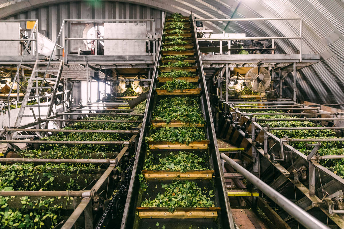 Carpenter Ranches - Yakima Chief Ranches