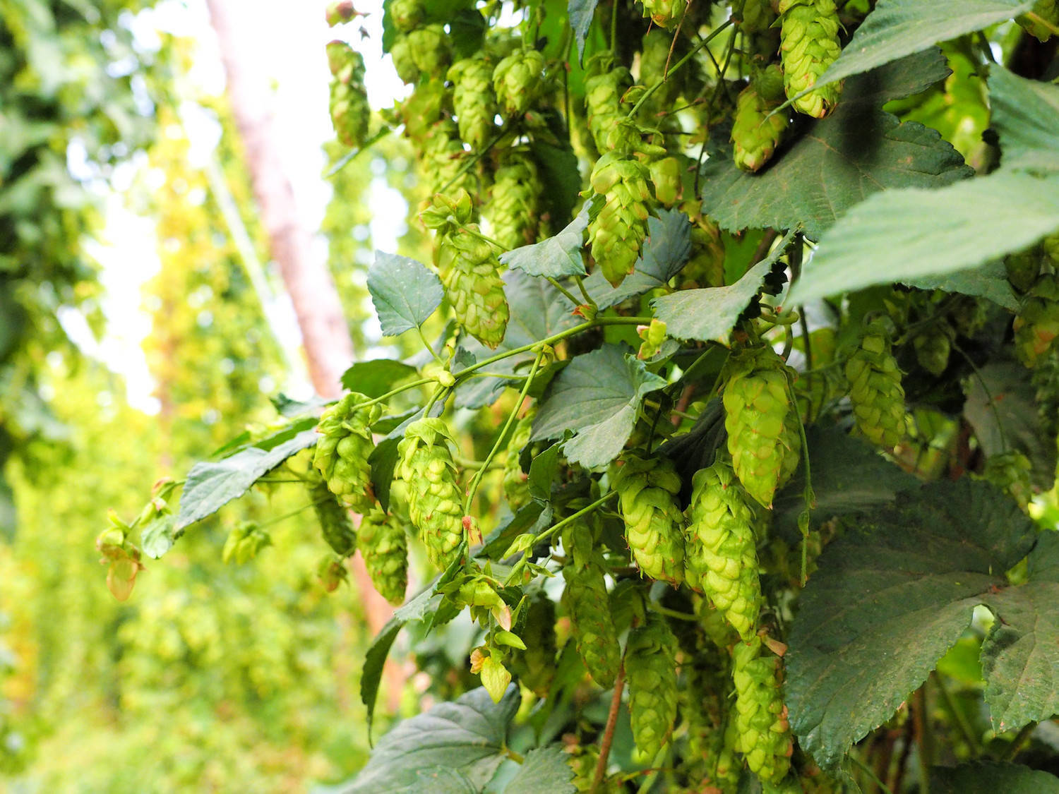 Hop Breeding Company Introduces New Flavor Hop Sabro™ - Yakima Chief ...