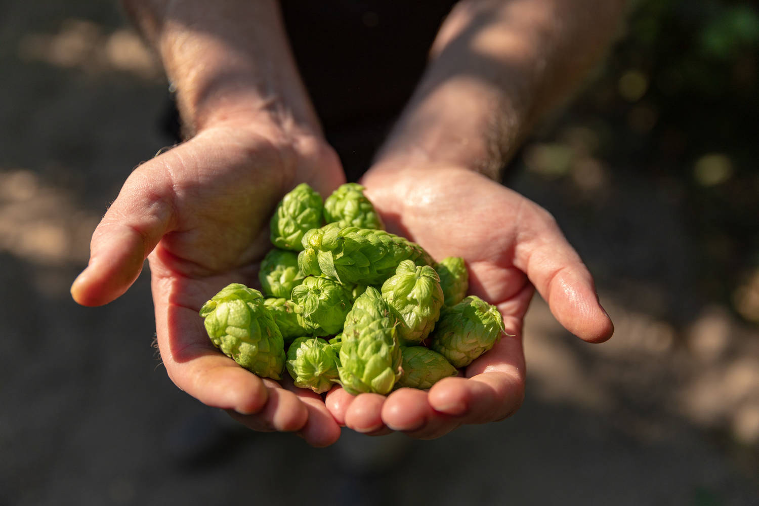 HBC 682 - Yakima Chief Ranches