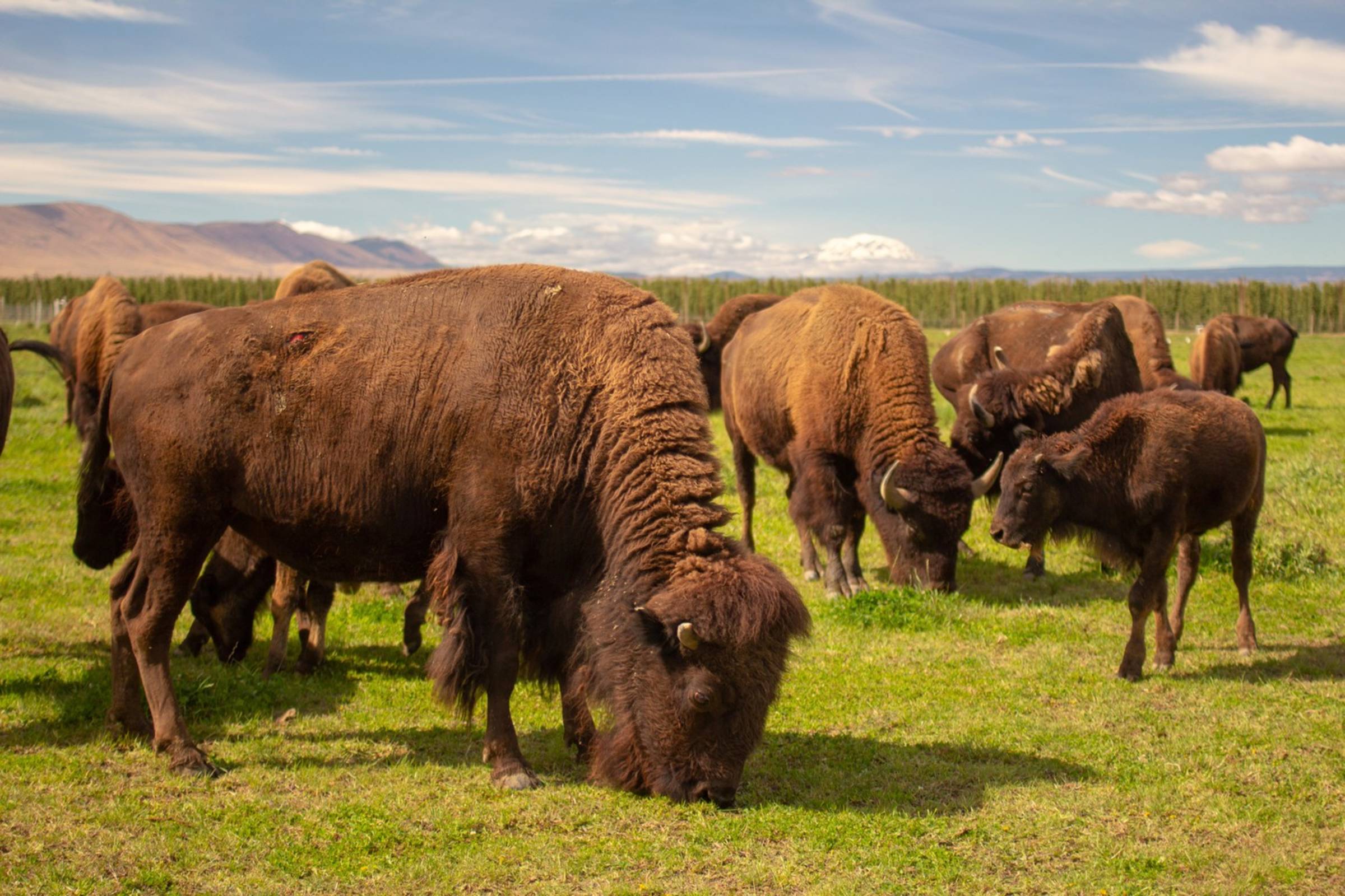 Our History - Yakima Chief Ranches