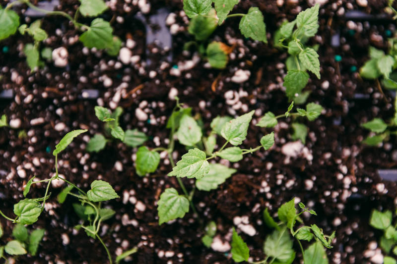 Growing Value - Yakima Chief Ranches