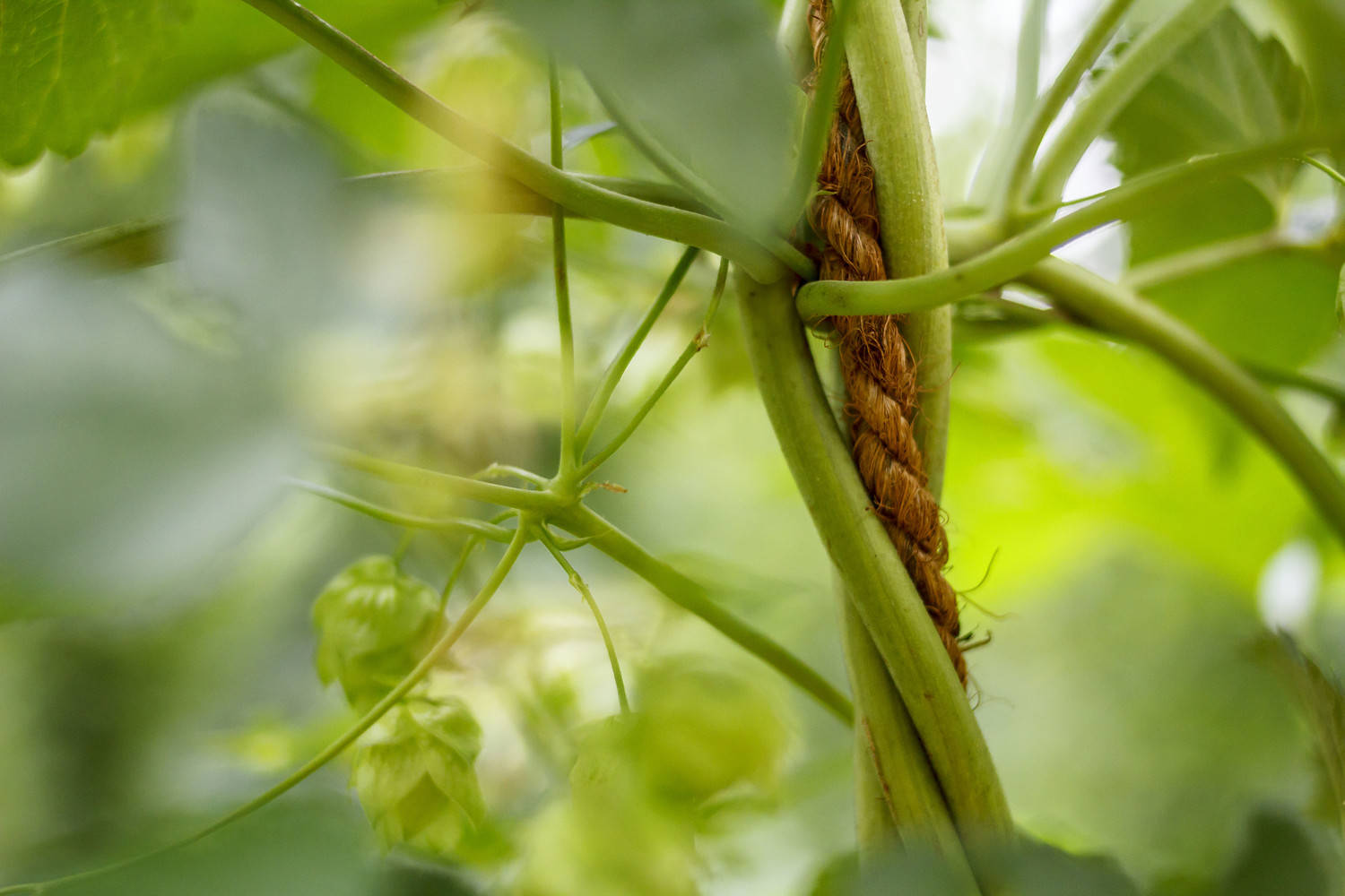 Mid Season Crop Report - Yakima Chief Ranches