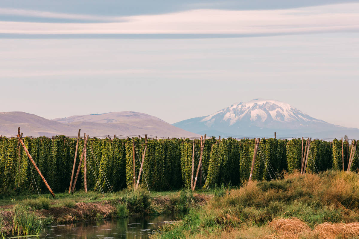 Carpenter Ranches - Yakima Chief Ranches