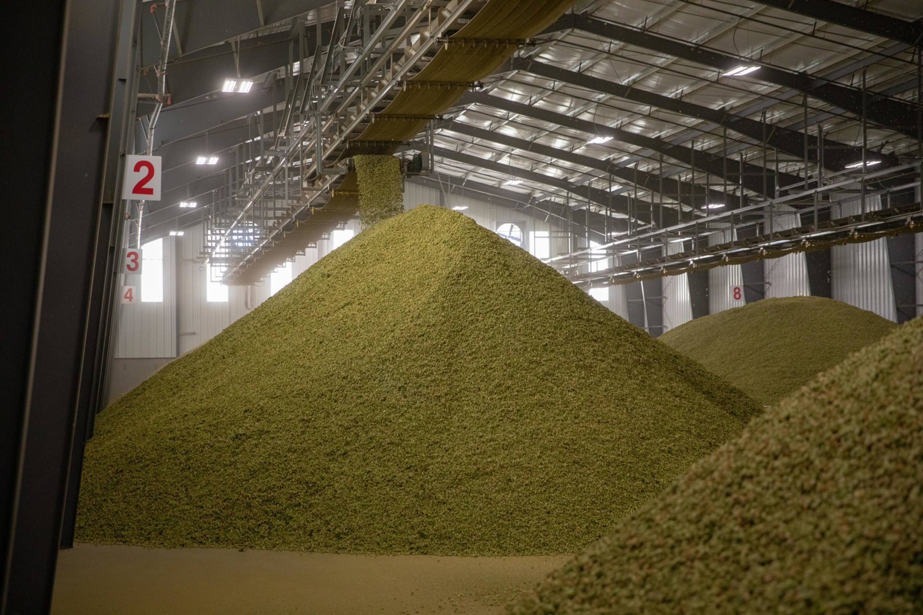 Innovative Hop Breeding - Yakima Chief Ranches