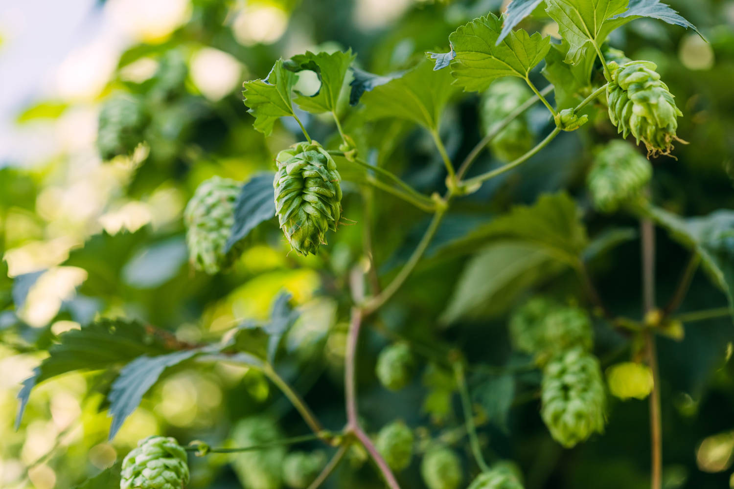 Talus® Brand HBC 692 - Yakima Chief Ranches